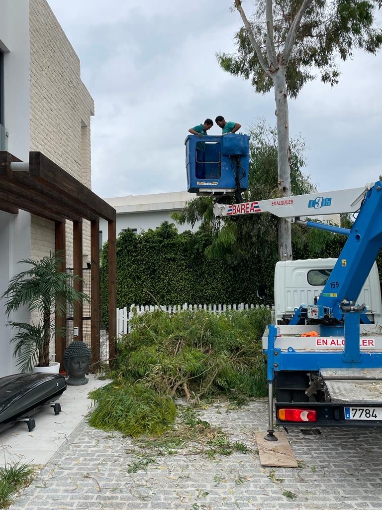 Pruning high trees in Marbella – Marbella – Benahavis – Sotogrande