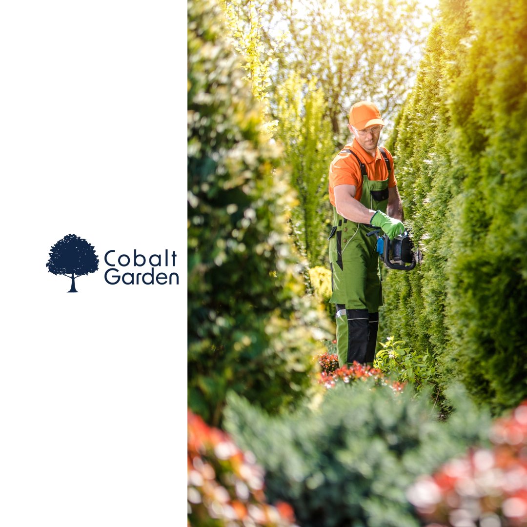 The Art of Hedge Trimming: How Cobalt Garden Maintains Elegance in ...